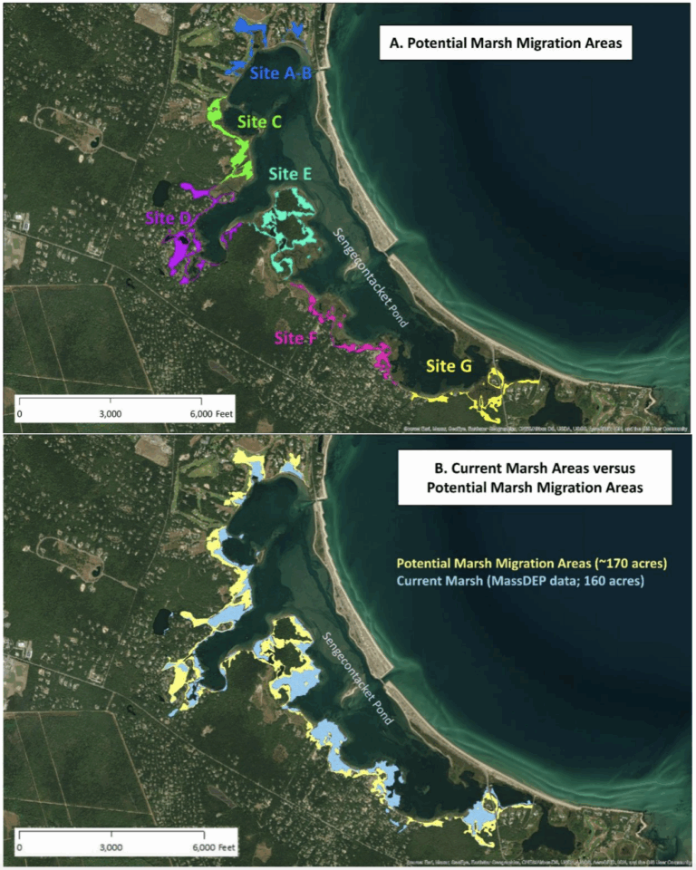 Salt Marsh Migration and Climate Resilience - The Vineyard Way